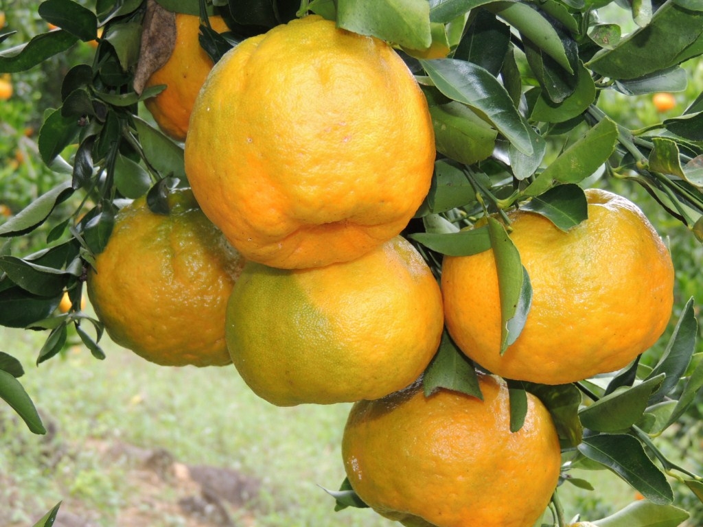 Granja Santos | Qualidade e Tecnologia em Mudas e Frutas