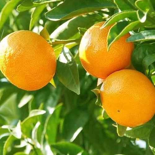 Granja Santos | Qualidade e Tecnologia em Mudas e Frutas